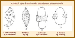 Types of Placenta in Animals
