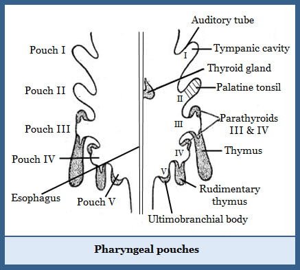 Development of Pharyngeal Pouches in animals | Veterinary Anatomy