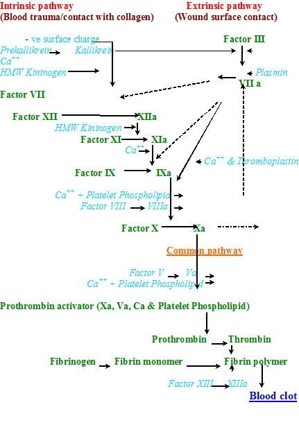 Blood coagulation or blood clotting in animals | Veterinary Physiology