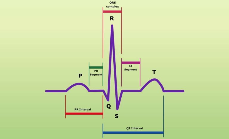Electrocardiography or ECG in animals