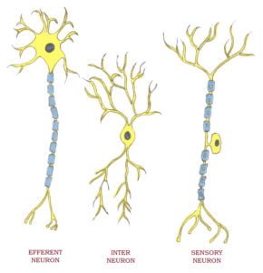 Classification of neurons