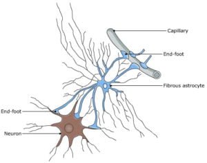 Supporting cells of nervous system