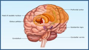 Corpus striatum and Globus pallidus