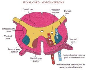 Motor Nuclei of spinal cord