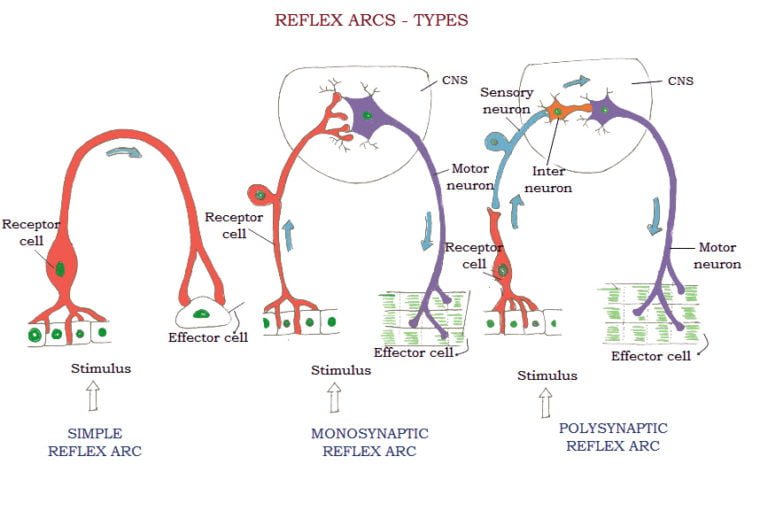 Classification of reflex arc