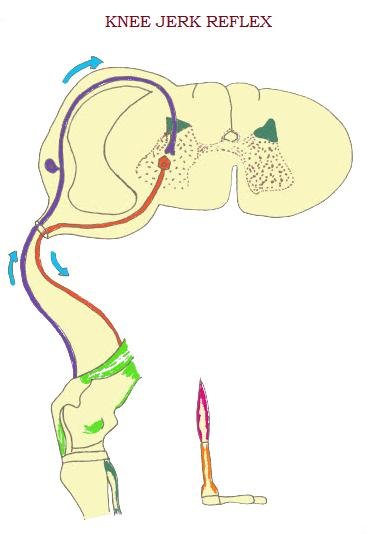 Knee Jerk Reflex