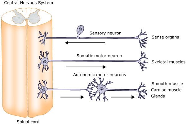 Nervous System Sensory Neurons The Peripheral Nervous System