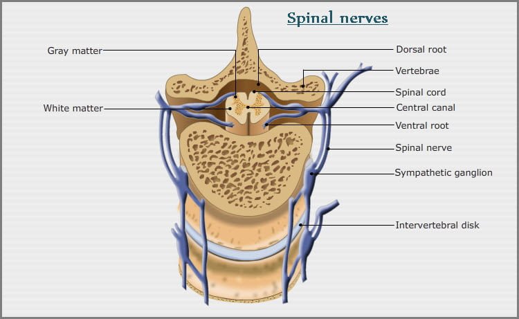 Peripheral Nervous System Anatomy