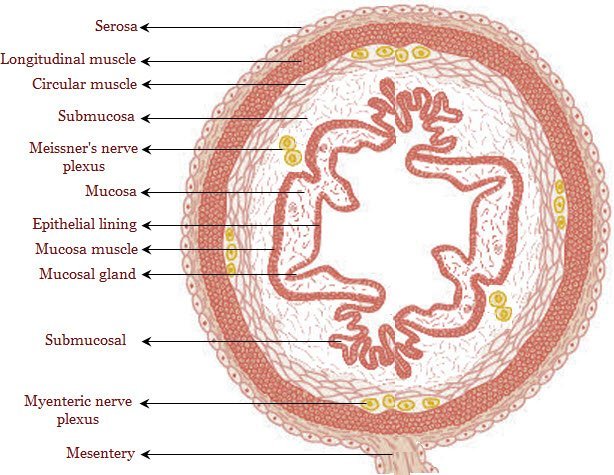 Enteric Nervous System of Animals