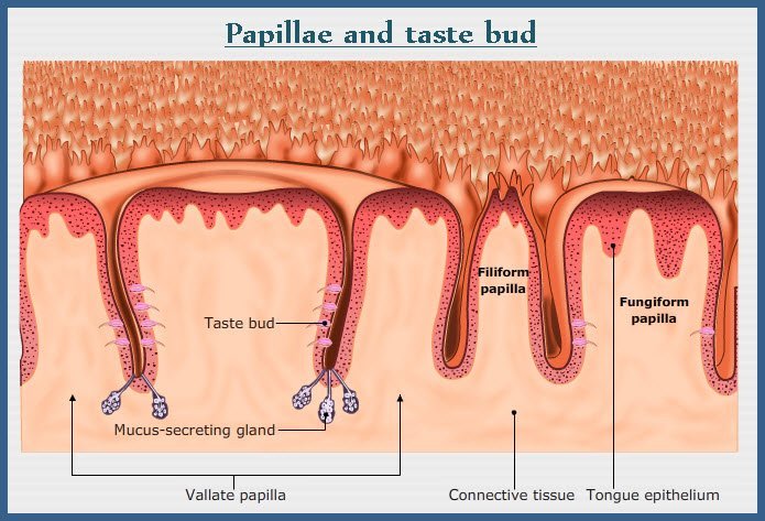 Taste Buds Histology Oral Histology Taste Bud Manufacturer Exporter