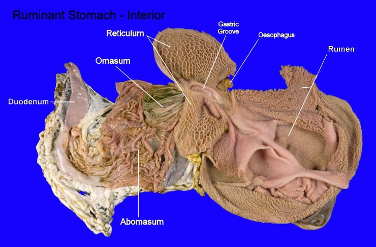 Fetal Pig Stomach