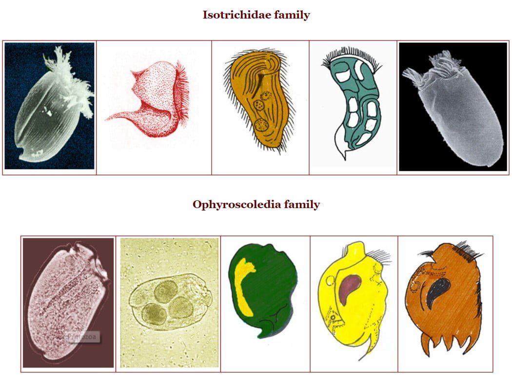 Rumen Microorganisms and functions