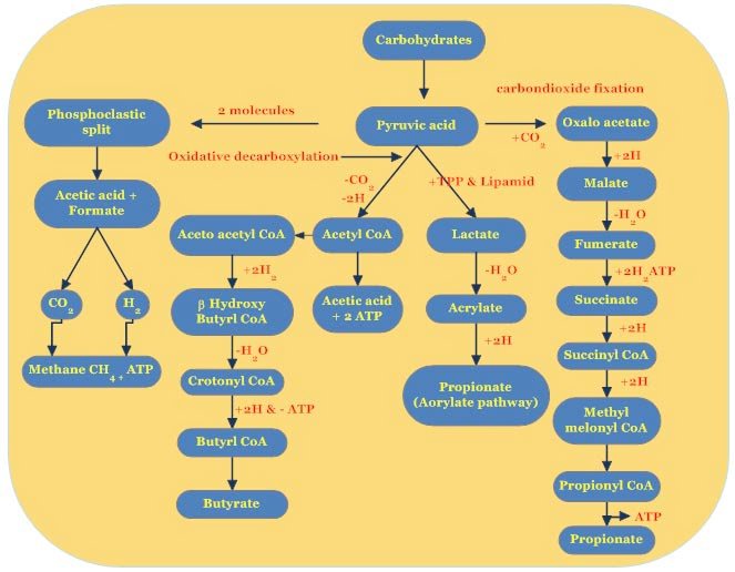 Degradation of different carbohydrates