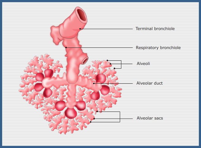 Trachea and Alveoli