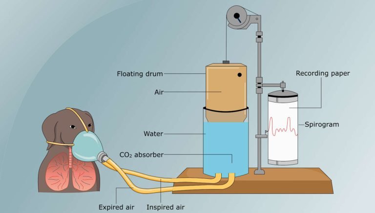 Pulmonary Volumes and Capacities | Veterinary Physiology
