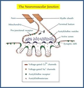 Neuromuscular Blockers or Skeletal Muscle Relaxants