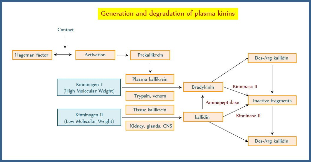 Plasma Kinins in animals