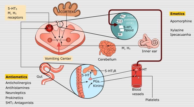 Emetics in animals