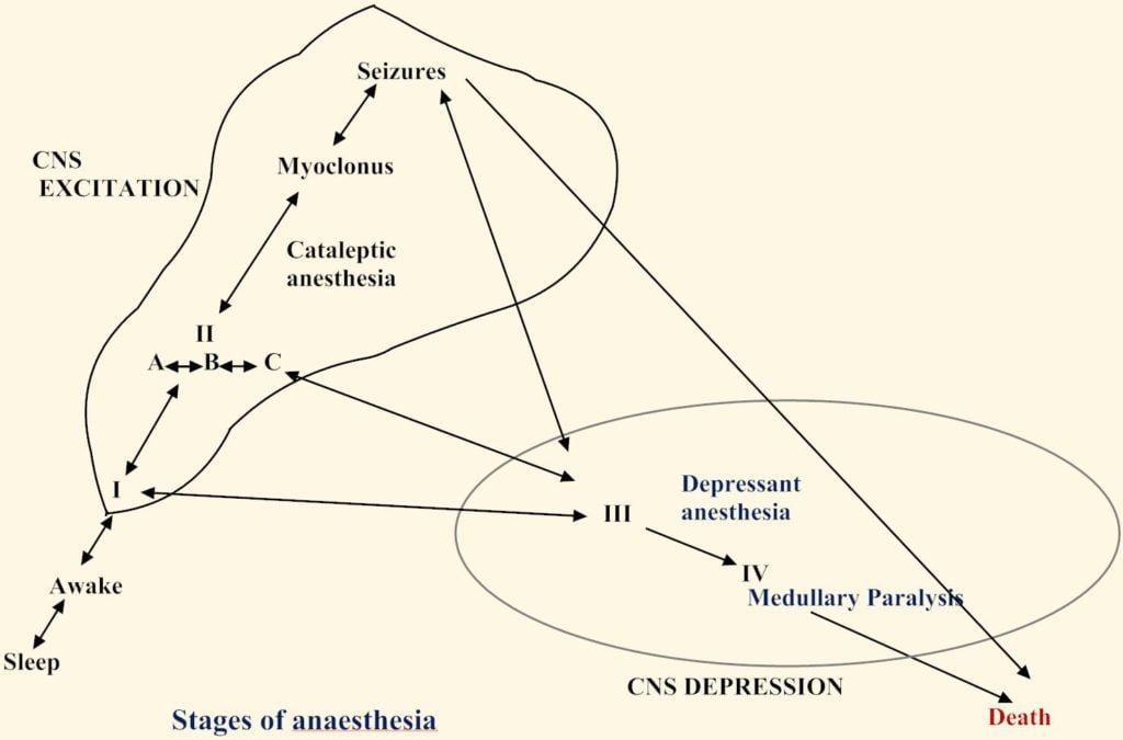 Anesthetics in animals