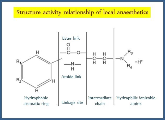 Local anesthetics in animals