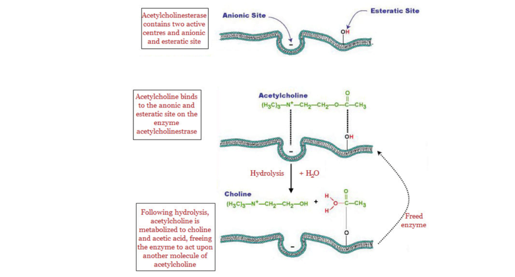 Cholinergic neurotransmission