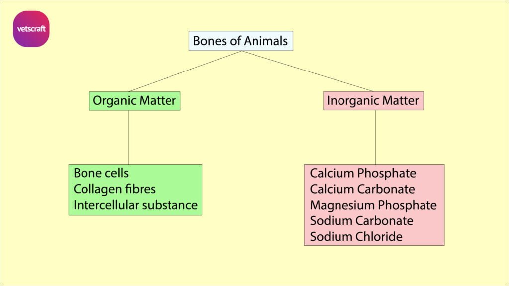 Composition of Bone in Animals | Organic and Inorganic Matter