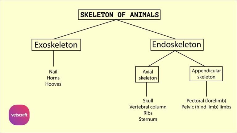 Introduction of Osteology | Exoskeleton & Endoskeleton of Animals