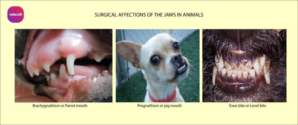 Surgical affections of the Jaws in animals | Vet. Regional Surgery