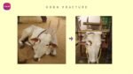 Surgical affections of Horns - Avulsion, Fissure, Fracture & Cancer