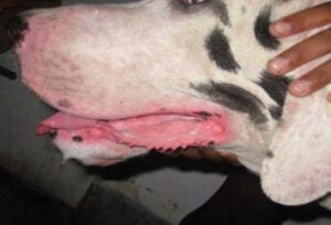 Surgical affections of lips in Animals- Laceration, Avulsion & Cleft lip