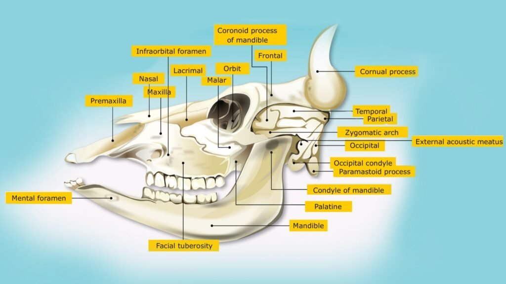 Cranial Bones of Domestic Animals | Veterinary Anatomy