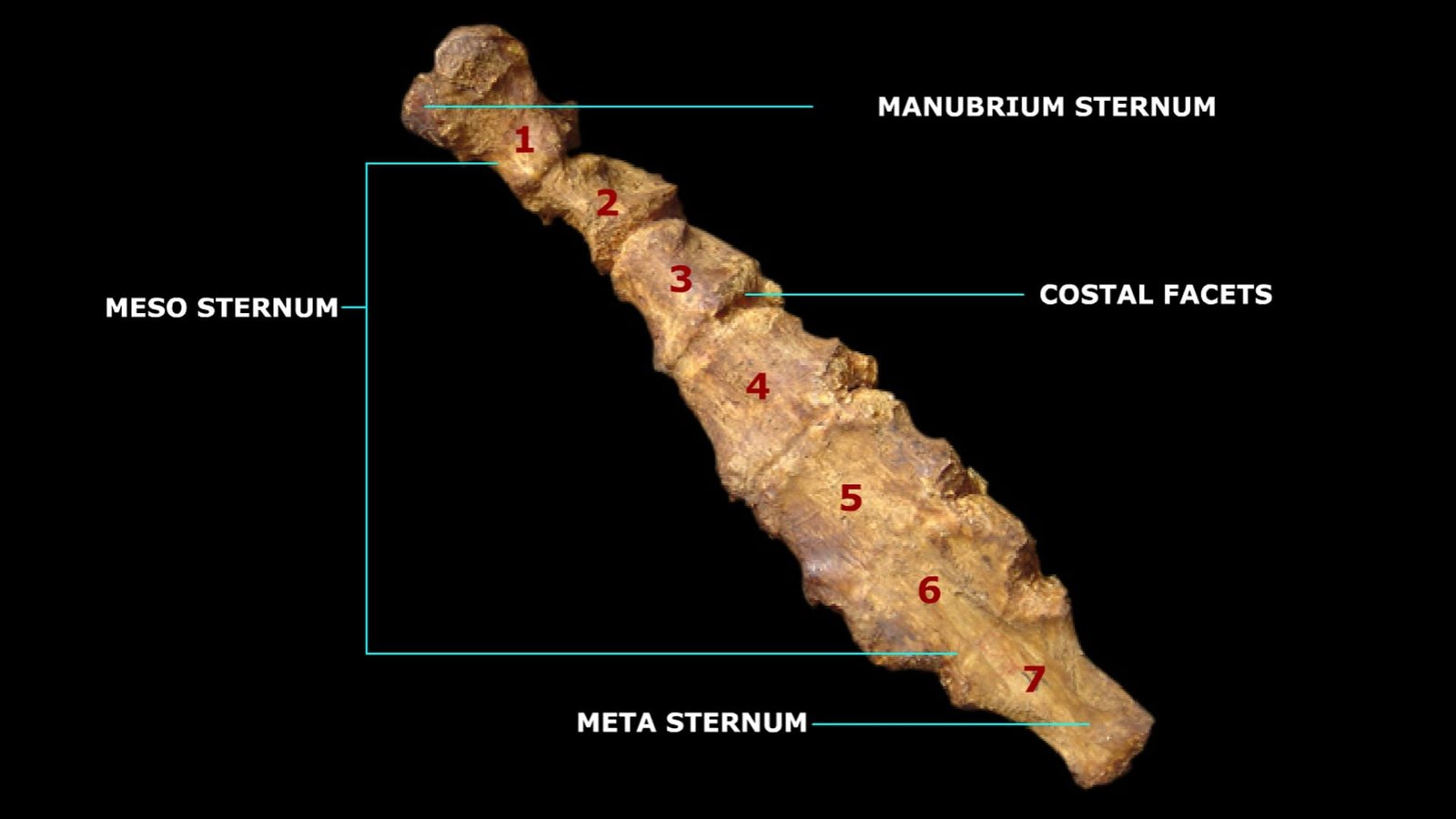 Sternum Of Ox, Horse, Sheep, Goat, Dog, Fowl, Rabbit, Pig | VAN