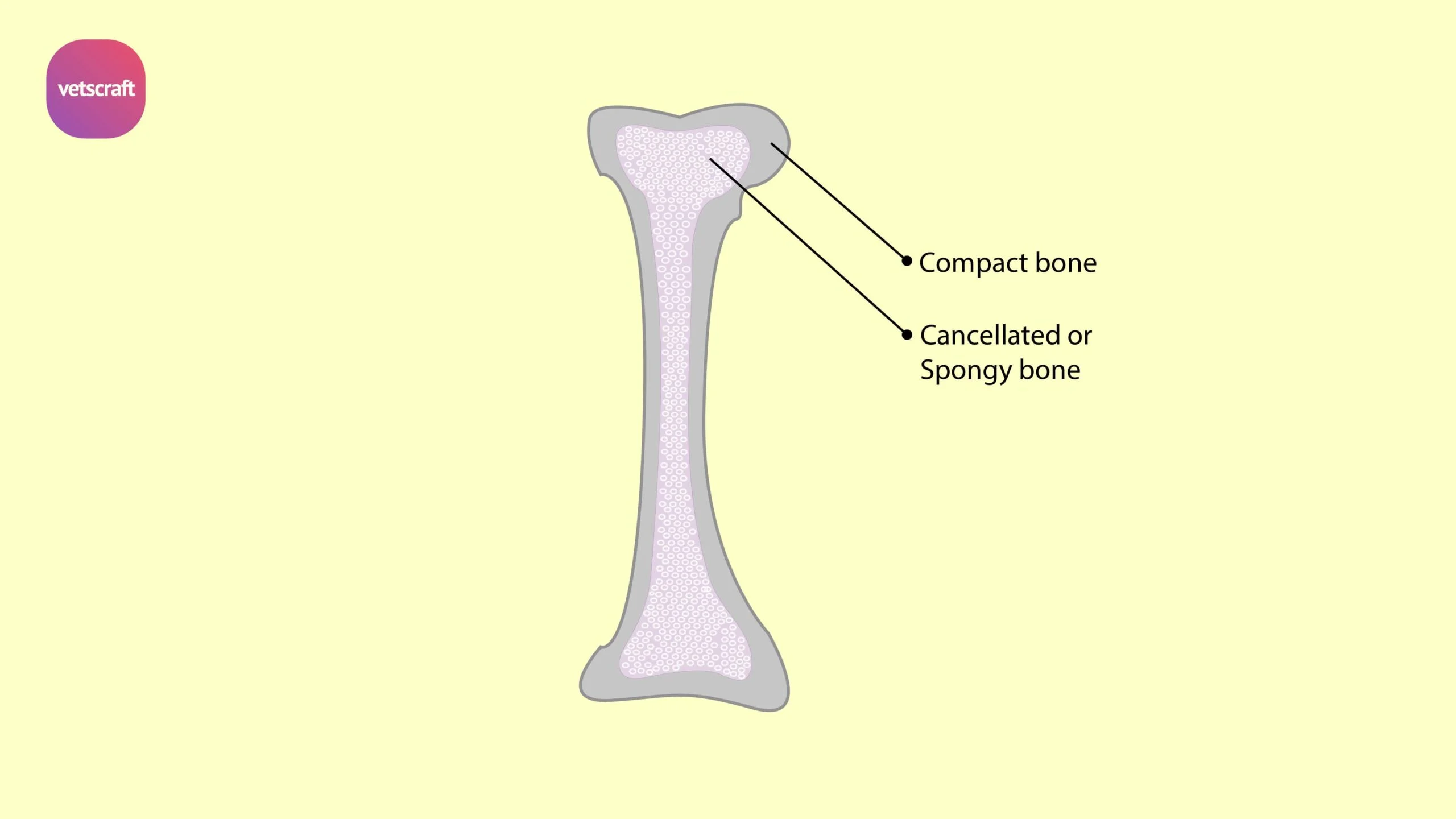 Cancellous Bone Diagram