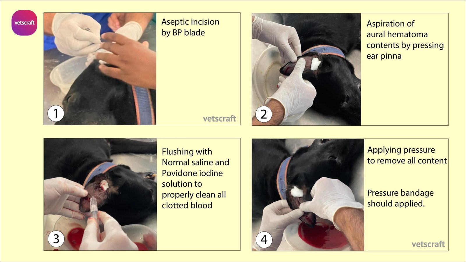 Ear Hematoma In Dogs Aural Hematoma Home Remedies