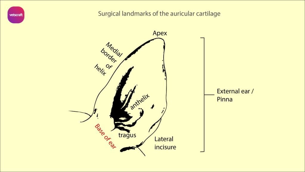 Surgical affections of the Ears | Veterinary Regional Surgery