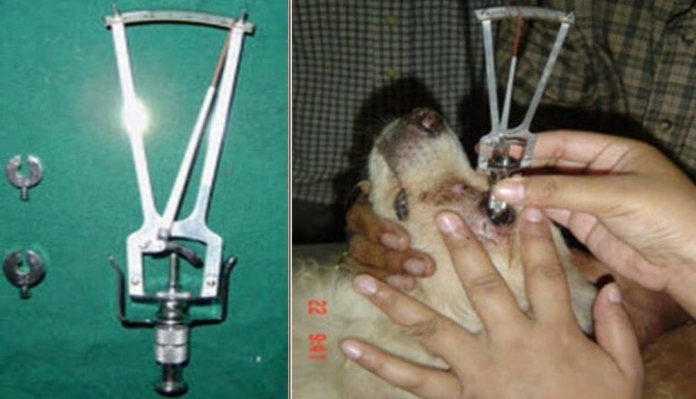 Surgical affections of the Eyes | Veterinary Regional Surgery
