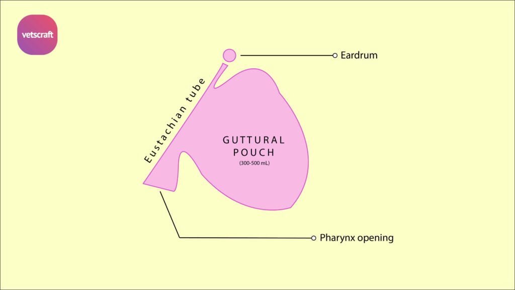 Surgical affections of guttural pouch - Tympany, Empyema, Mycosis