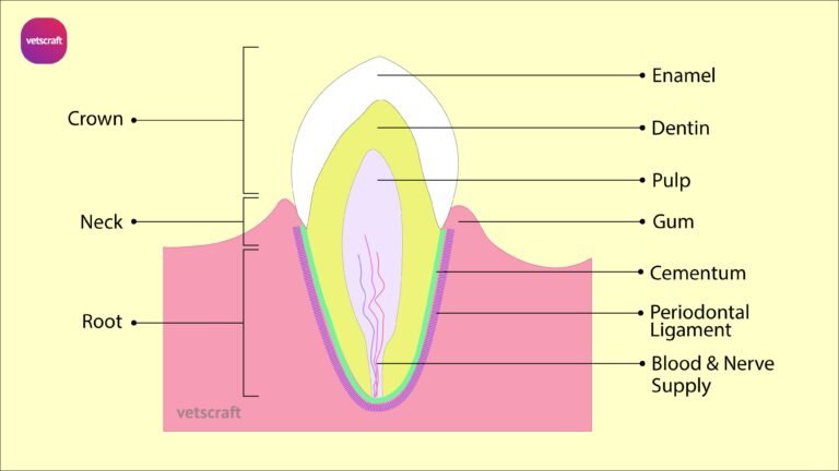 Teeth of Different Animals | Structure, Types & Dental Composition