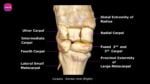 Carpal Bones of Ox, Horse, Dog, Pig, Fowl, Rabbit, Sheep & Goats
