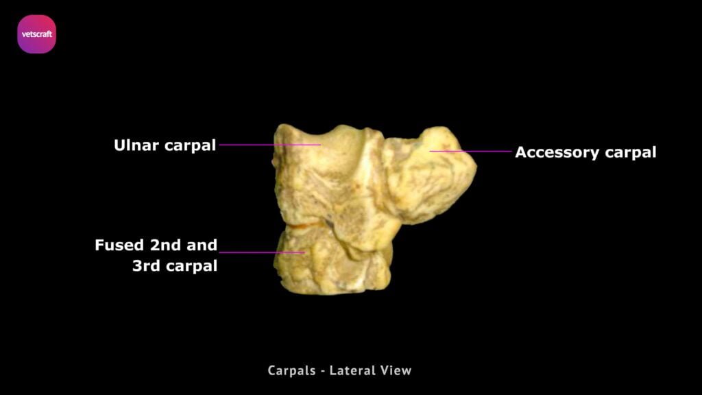 Carpal Bones of Ox, Horse, Dog, Pig, Fowl, Rabbit, Sheep & Goats