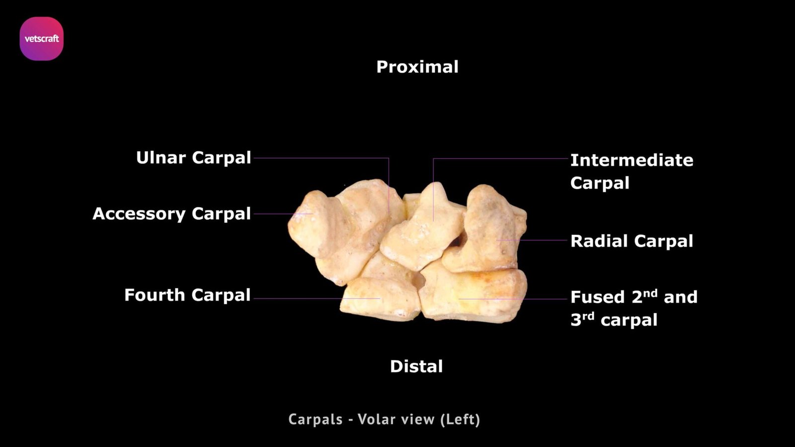 Carpal Bones of Ox, Horse, Dog, Pig, Fowl, Rabbit, Sheep & Goats