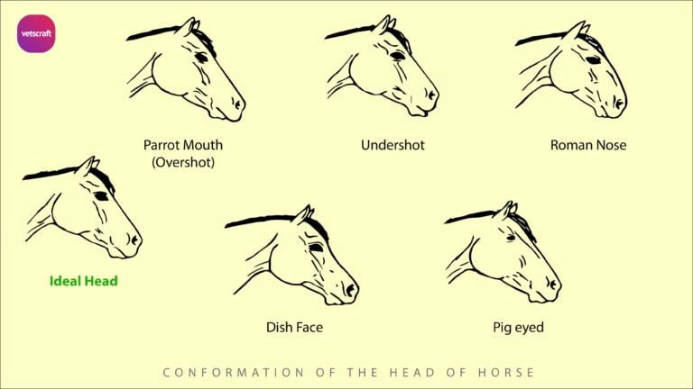 Conformation of the horse | Equine Orthopaedics and Lameness