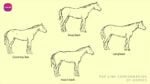 Conformation faults in horses | Equine Orthopaedics and Lameness