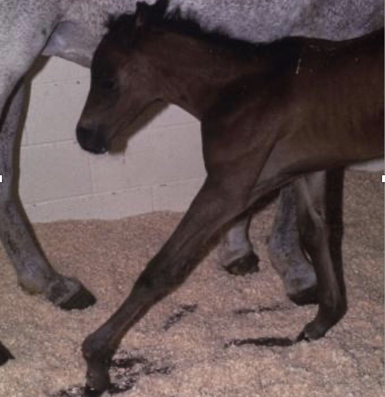 Contracted Tendons In Horses Contracted Tendons In Horses
