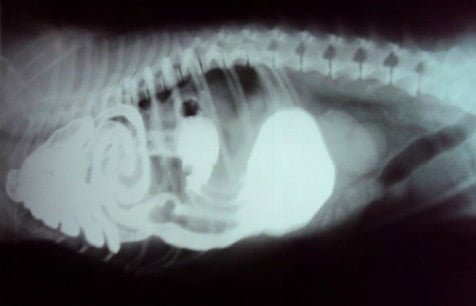 Hernia in animals | Various types of hernia and Explanation