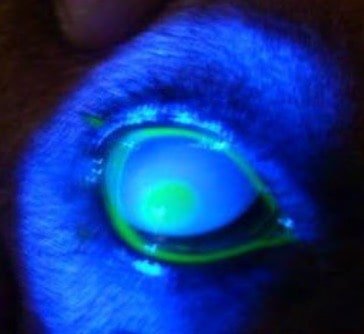 Surgical affections of Cornea - Keratitis, Corneal Ulcer & Opacity