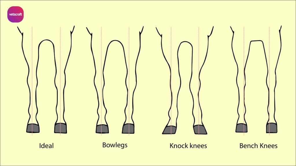 Conformation faults in horses | Equine Orthopaedics and Lameness