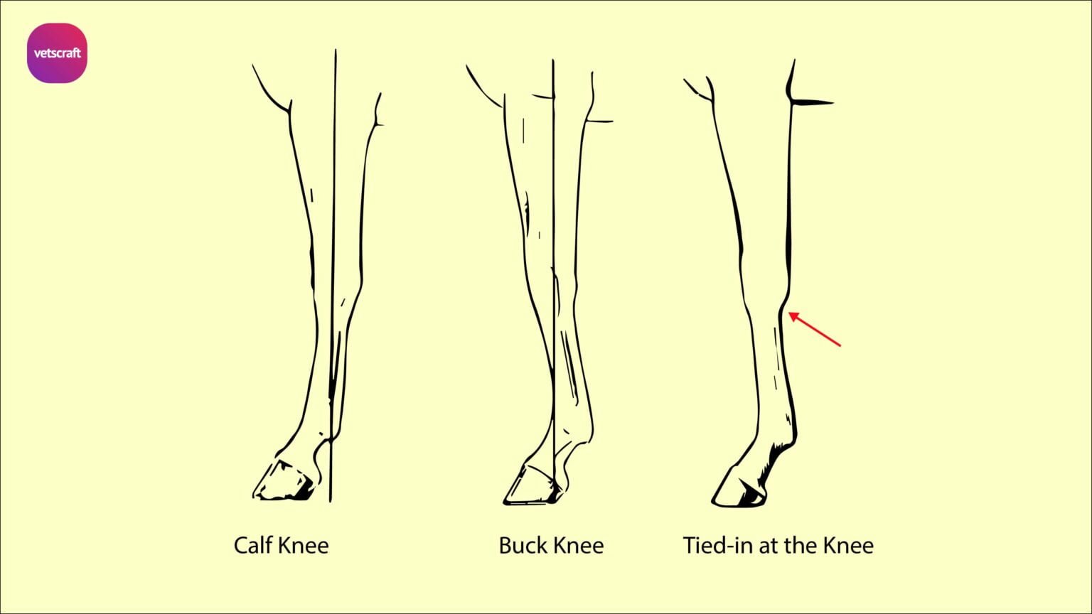 Conformation faults in horses | Equine Orthopaedics and Lameness