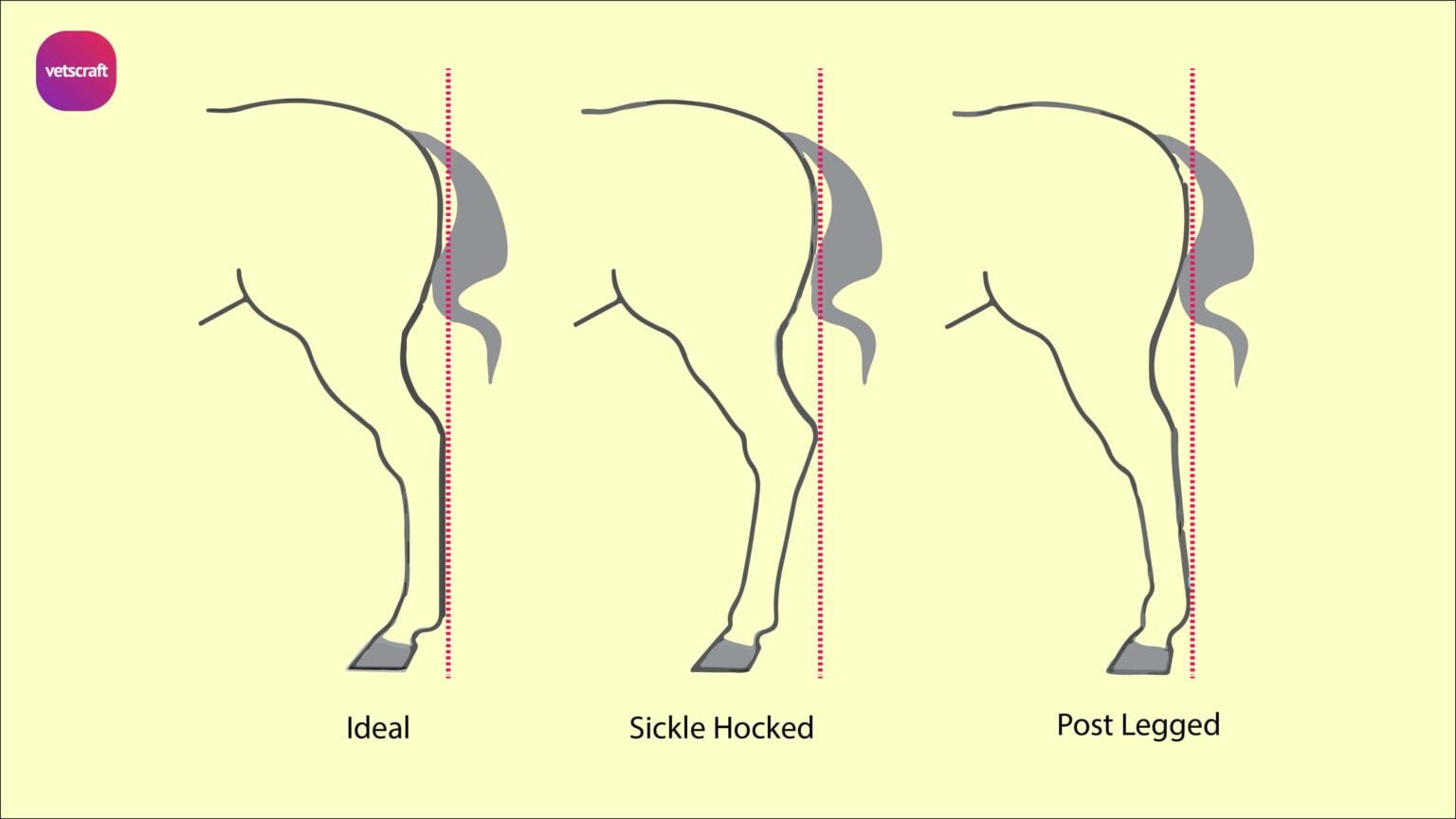 Conformation faults in horses | Equine Orthopaedics and Lameness