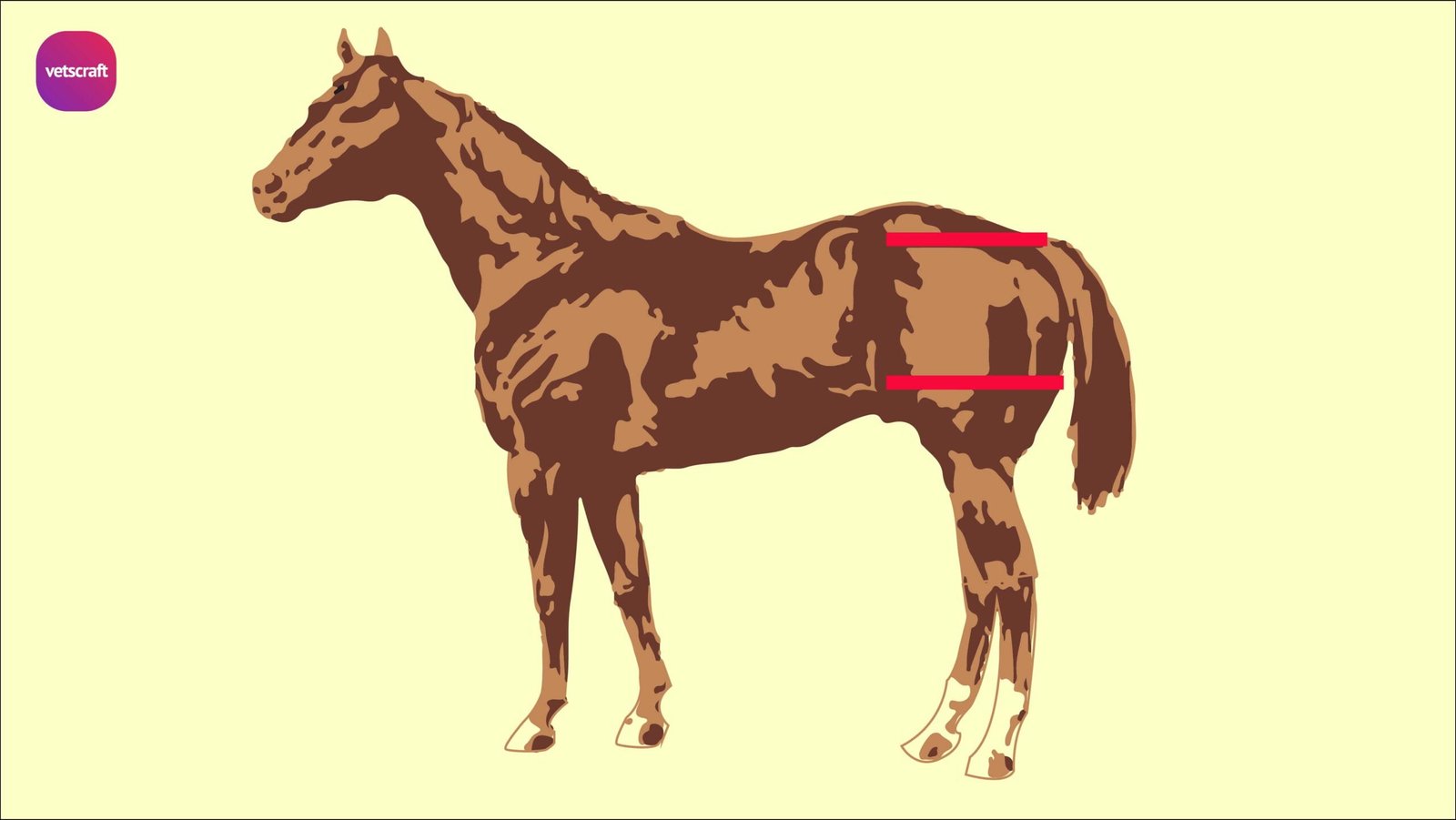 Conformation of the horse | Equine Orthopaedics and Lameness